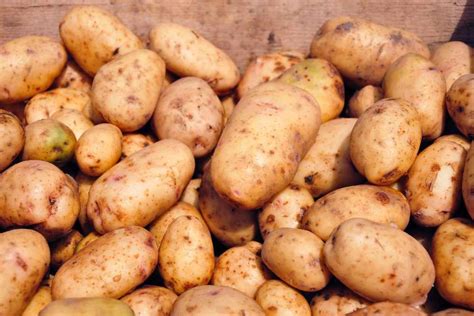 5 Examples Of Tuber Crops Life And Agri