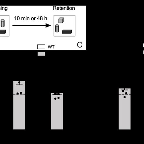 Object Recognition Memory In Msk1 And Msk2 Ko Mice Schematic