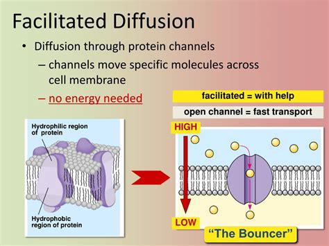 Ppt The Cell Membrane Powerpoint Presentation Free Download Id2874039