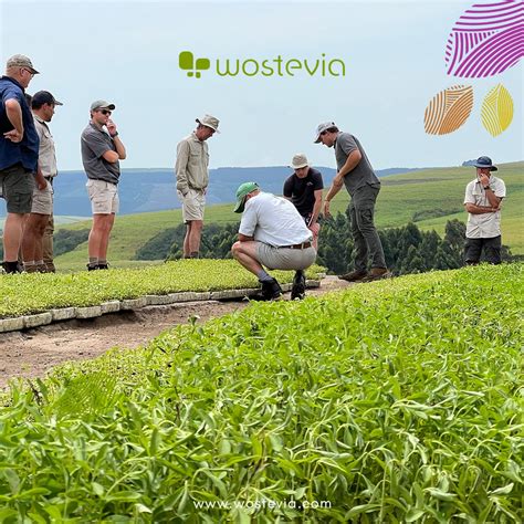 Wostevia Pty Ltd On Linkedin Wostevia Plantationinspection