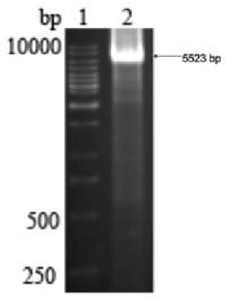 Amplification Of Linear Backbone Pcdna31v5 His Topo Plasmid