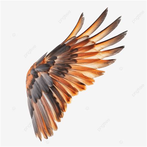 장식용 떠다니는 새의 날개 자연 새 날개 Png 일러스트 및 이미지 에 대한 무료 다운로드 Pngtree