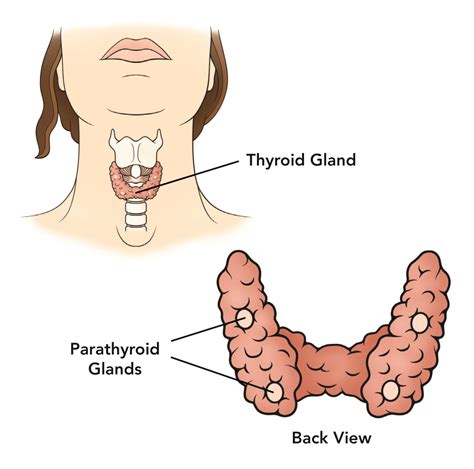 Anatomía e histología de paratiroides