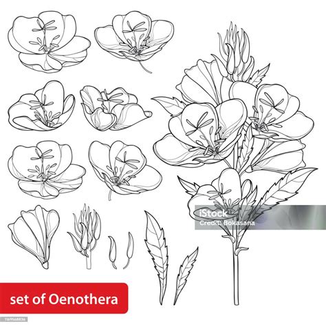 윤곽 선천적 화려한 Oenothera 또는 흰색 배경에 고립 된 검은 색의 꽃 봉오리와 잎과 저녁 앵초 꽃 무리와 벡터 세트