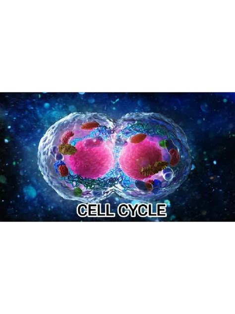 Cell Cycle Ankit Pdf