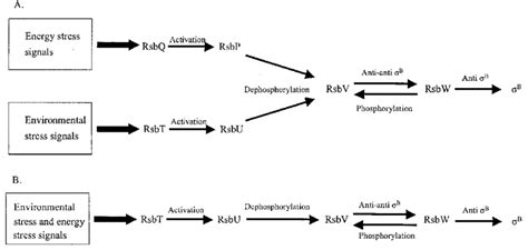 Proposed Model Of Rsb Mediated B Activation In L Monocytogenes B In