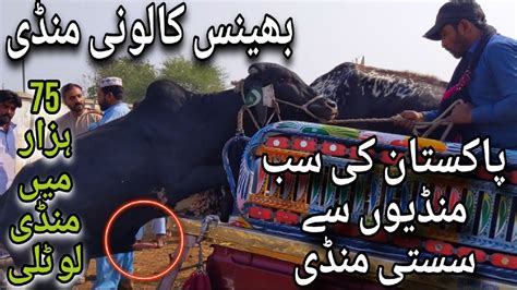 Bhains Colony Cow Mandi Latest Update 29 November 2023 Cheapest