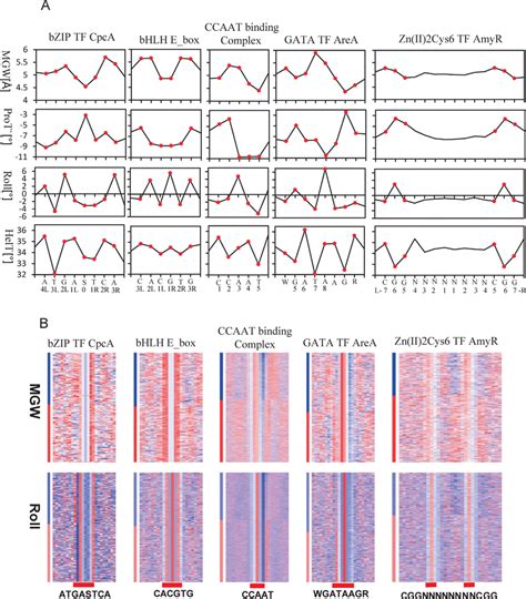 The Dna Shape Features Are Characteristic For The Known Tf Motifs And Download Scientific