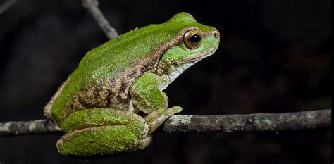 Endangered Amphibians