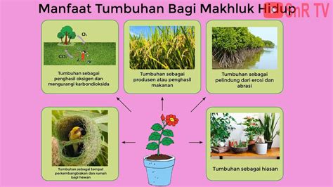 Ciri Ciri Tumbuhan Secara Umum Dan Manfaat Tumbuhan Dosenbiologi The