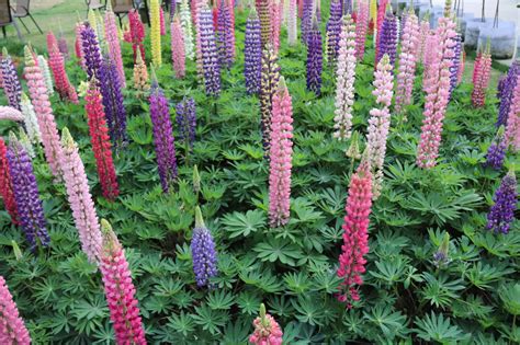 Lupini Beans Plant