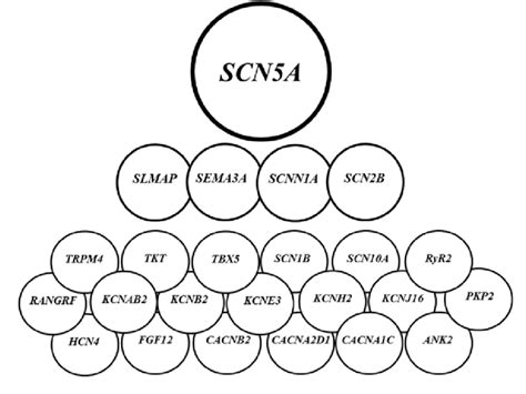Identification Of Pathogenic And Likely Pathogenic Genes For Brs Download Scientific Diagram