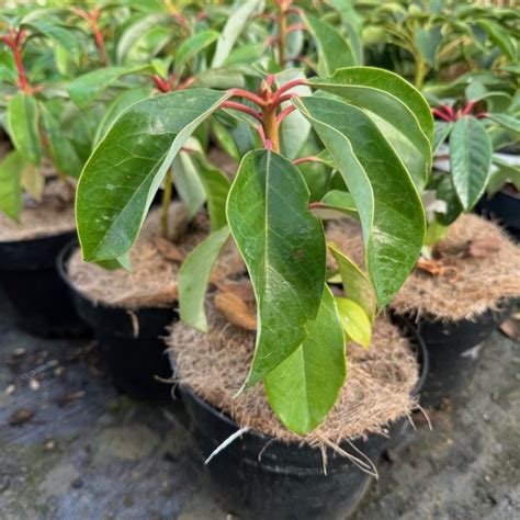 Daphniphyllum Macropodum Big Plant Nursery