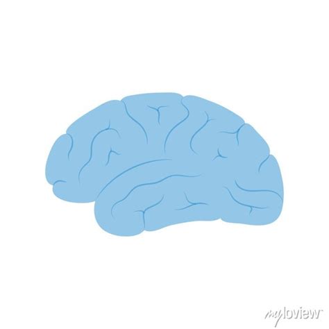 Vector Illustration Of Human Brain Anatomy Posters For The Wall
