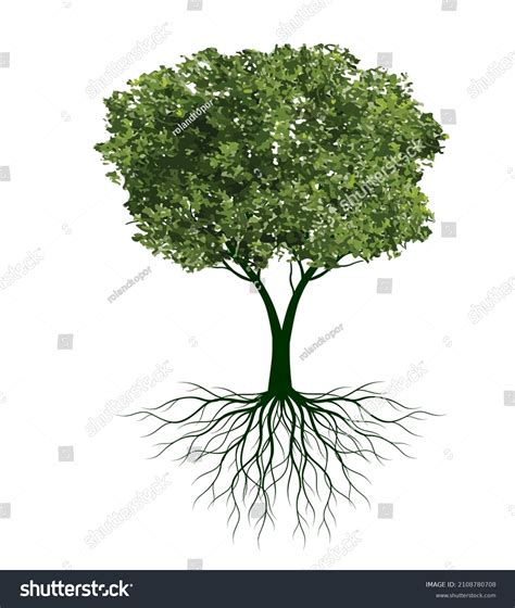 Green Tree Roots Vector Outline Illustration Stock Vector Royalty Free 2108780708 Shutterstock