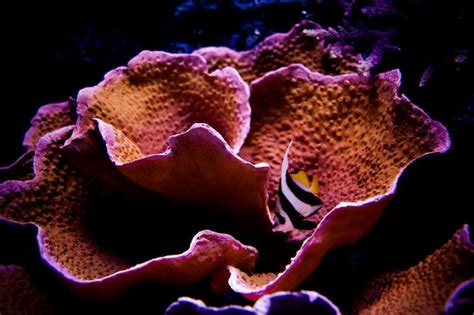 Macro Coral Images Free Download On Freepik