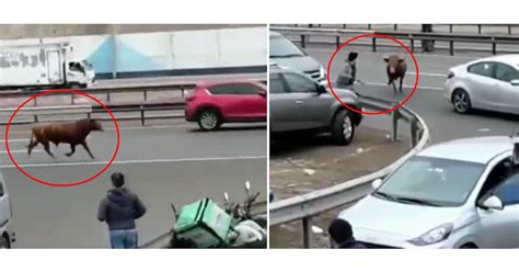 Toro Escapa En Plena Panamericana Sur Y Embiste Autos Peatones Y