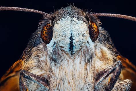 Help Me Find The Photographer Of This Macro Bug Shot Rhelpmefind