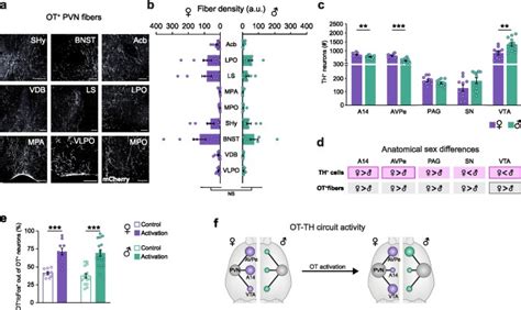 Sexually Dimorphic Oxytocin Circuits Drive Intragroup Social Conflict