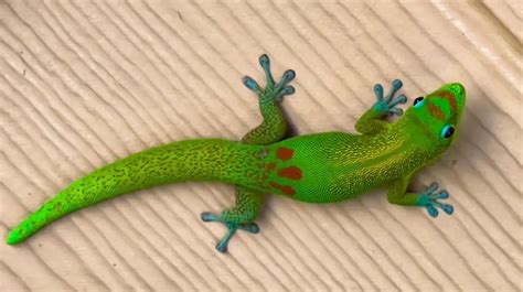 35 Types Of Geckos Pictures And Identification