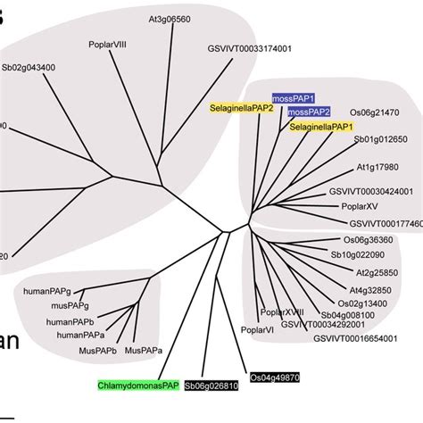 Putative Poly A Polymerase Genes In The Plant Lineage Download Table
