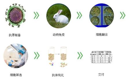 兔多克隆抗体制备服务兔多抗制备兔多抗定制，1mg