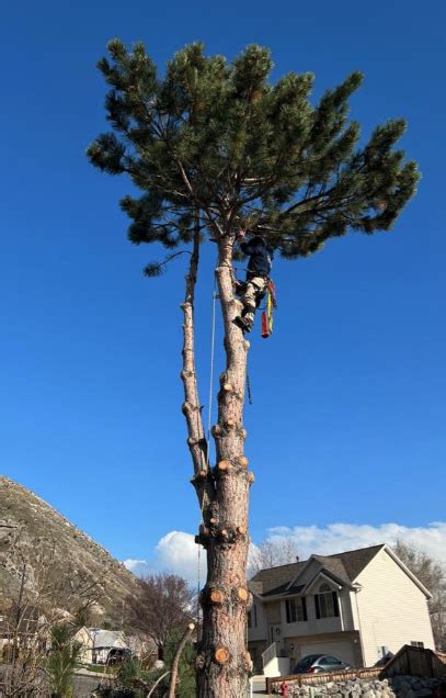 Go And Grow Tree Co Expert Tree Removal Trimming And Pruning