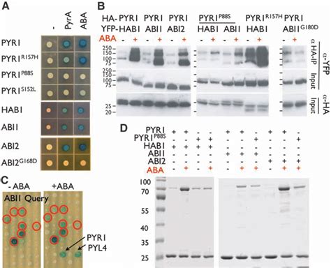 Pyr Pyls Bind To Group A Pp2cs In Response To Aba A Wild Type And Download Scientific