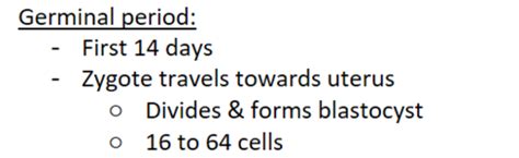 Prenatal Development And Preterm Birth Flashcards Quizlet