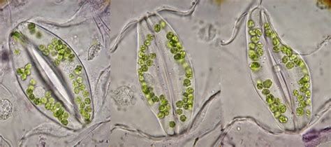 Stomata Microscopy Of Nature