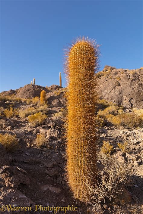 Pasacana Tree Cactus Salar De Uyuni Bolivia Photo Wp44060