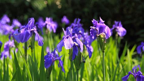 5月13日 カキツバタ の花言葉 オリジナルなプレゼントがつくれる山本彩代のフラワーアレンジメント教室