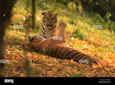 Tiger Mum And Cub Play Fighting Uk Adorable Images Show A Tiger Mum