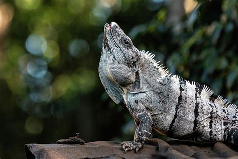 Territory Head Bob Photograph By Rick Reiling Fine Art America