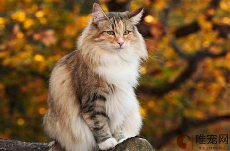 挪威森林猫怎么能养熟 唯宠网