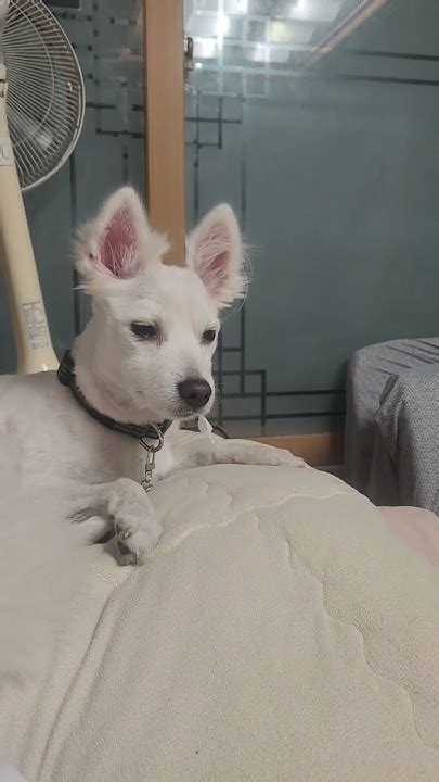 마음이 평온해지는 잠 오는 강아지 스피츠 하루 Youtube