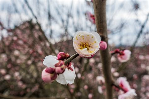 By Koichifun Id Photohito
