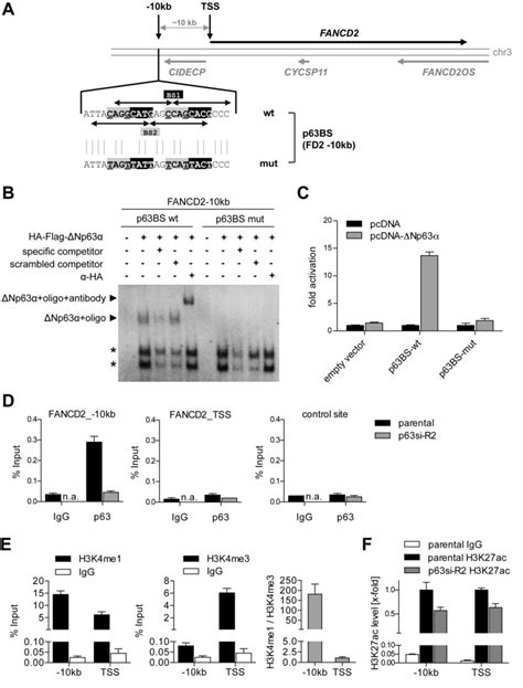 Δnp63 Binds And Regulates An Enhancer Upstream Of Fancd2 A Genomic Download Scientific
