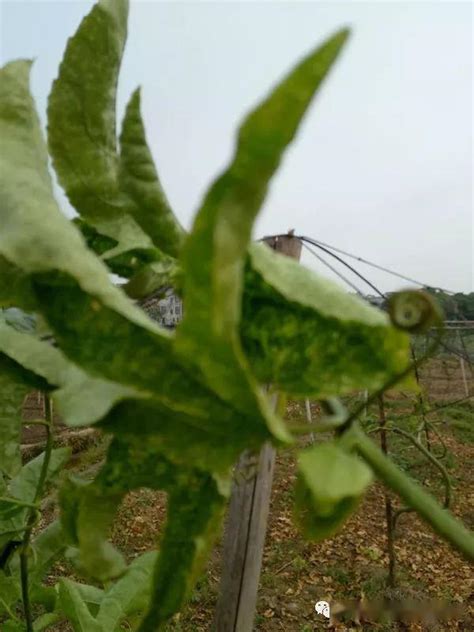 百香果花果期这些虫害得提前防治！ 搜狐大视野 搜狐新闻