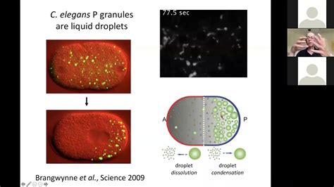 July 6 2020 The Physics Of Life Intracellular Phase Separation Youtube