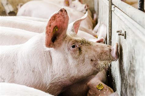 Phytogenics A Step Further In Nutrient Utilisation