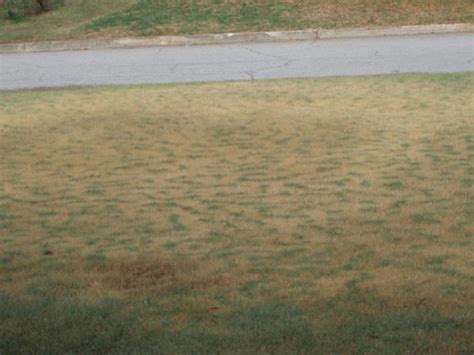 Bermuda Grass Lack Of Direct Sunlight Walter Reeves The Georgia