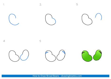 How To Draw Broad Beans Step By Step Easy Drawing Guides Drawing Howtos