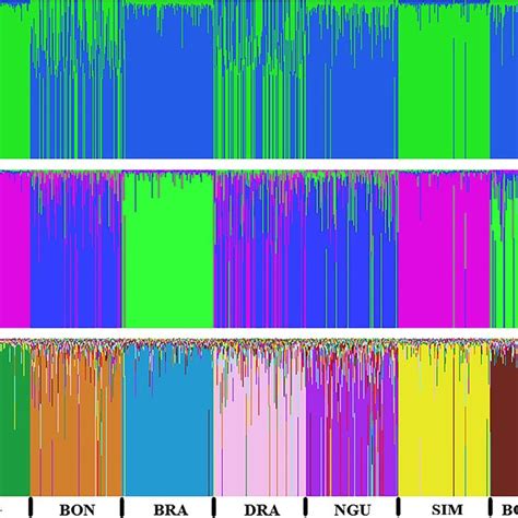 structure bar plots of proportions of genetic membership identified download scientific diagram
