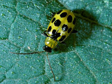 Recognizing Corn Rootworm Risks Crop Science Us