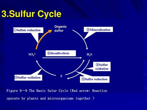 Diagram Diagram Of The Sulfur Cycle Mydiagramonline