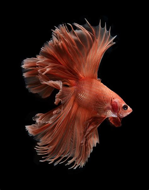 Visually Arresting Portraits Of Siamese Fighting Fish Betta By