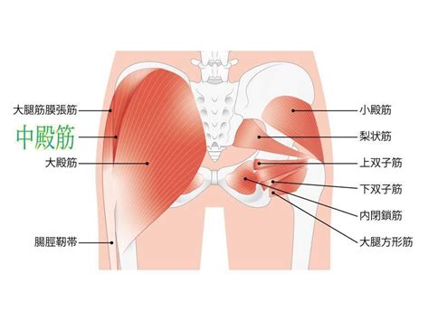【横須賀市 整体】腰痛が良くならない原因の一つ中殿筋について ブログ 横須賀で整体なら実績豊富なしん整体ラボ