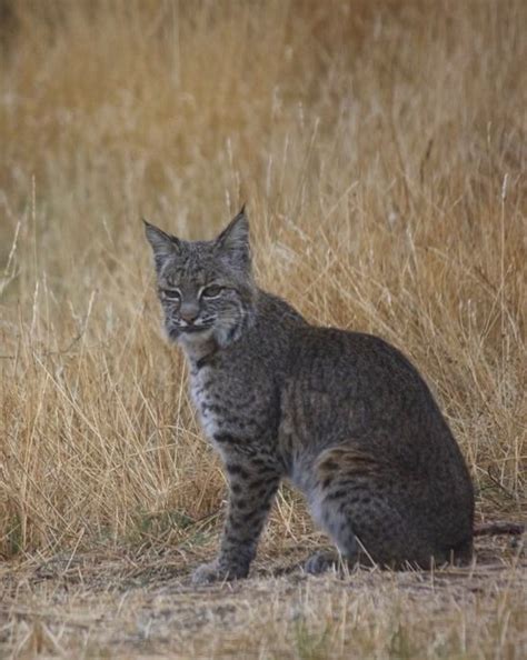 Bobcat By Monica Van Hall At Wilbur Hot Springs In Northern California