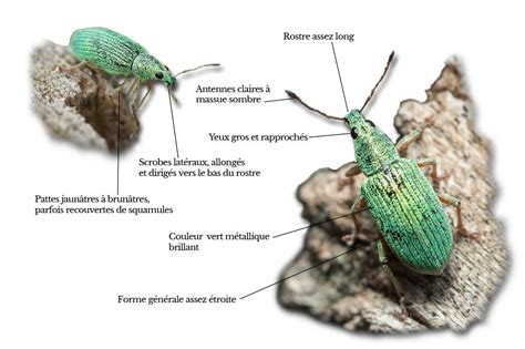 Polydrusus Formosus Bio Scè
